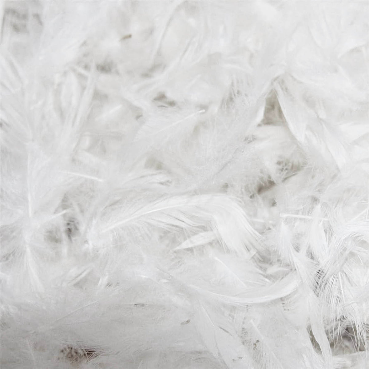 Mr. Huolang (330400657) Stuffing Feathers– Asters Maldives